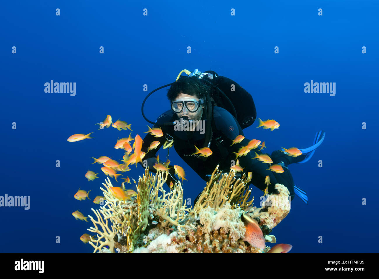 Male diver swimming underwater hi-res stock photography and images - Alamy
