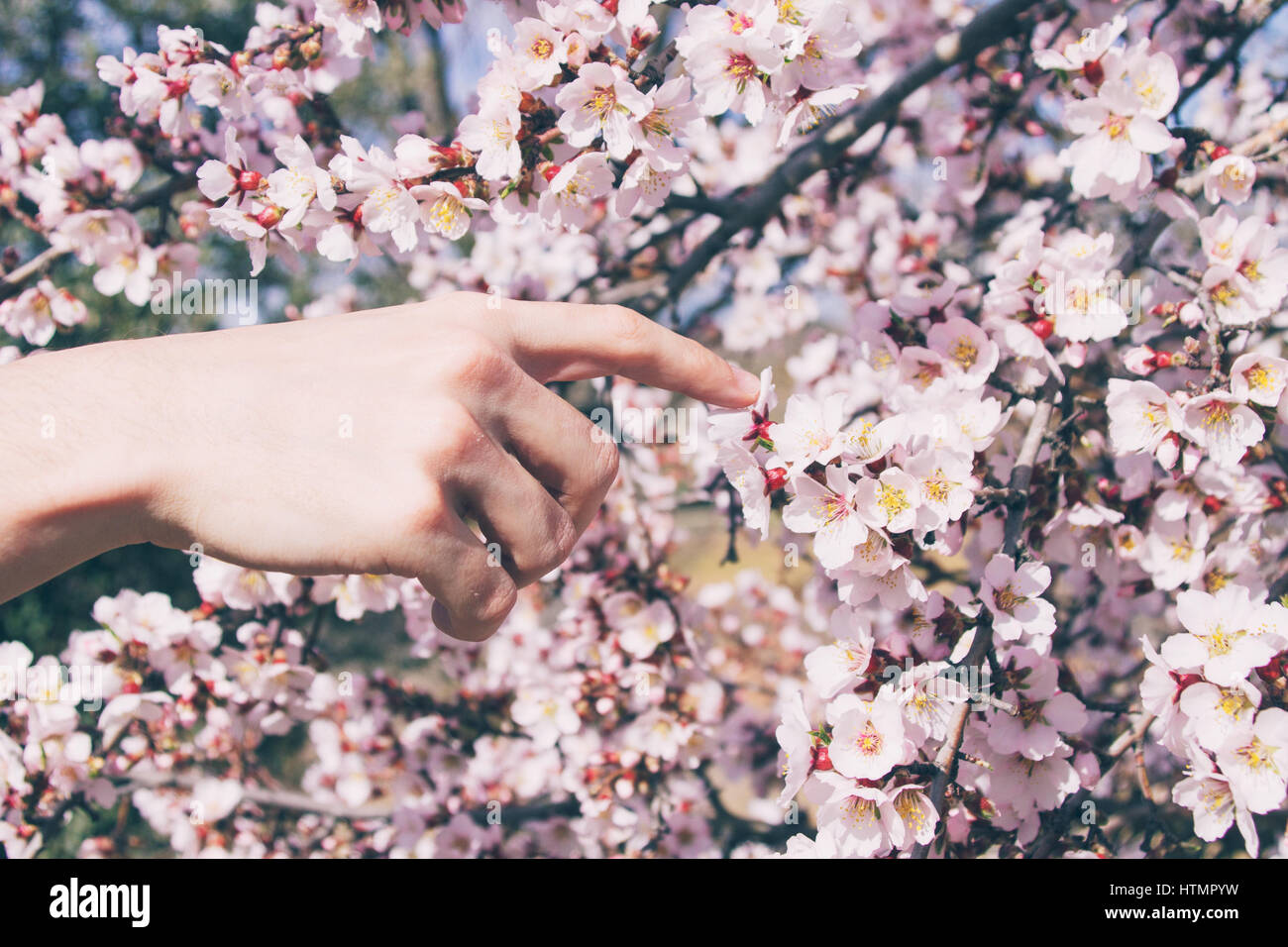 Beautiful woman holding orchard cherry hi-res stock photography and ...