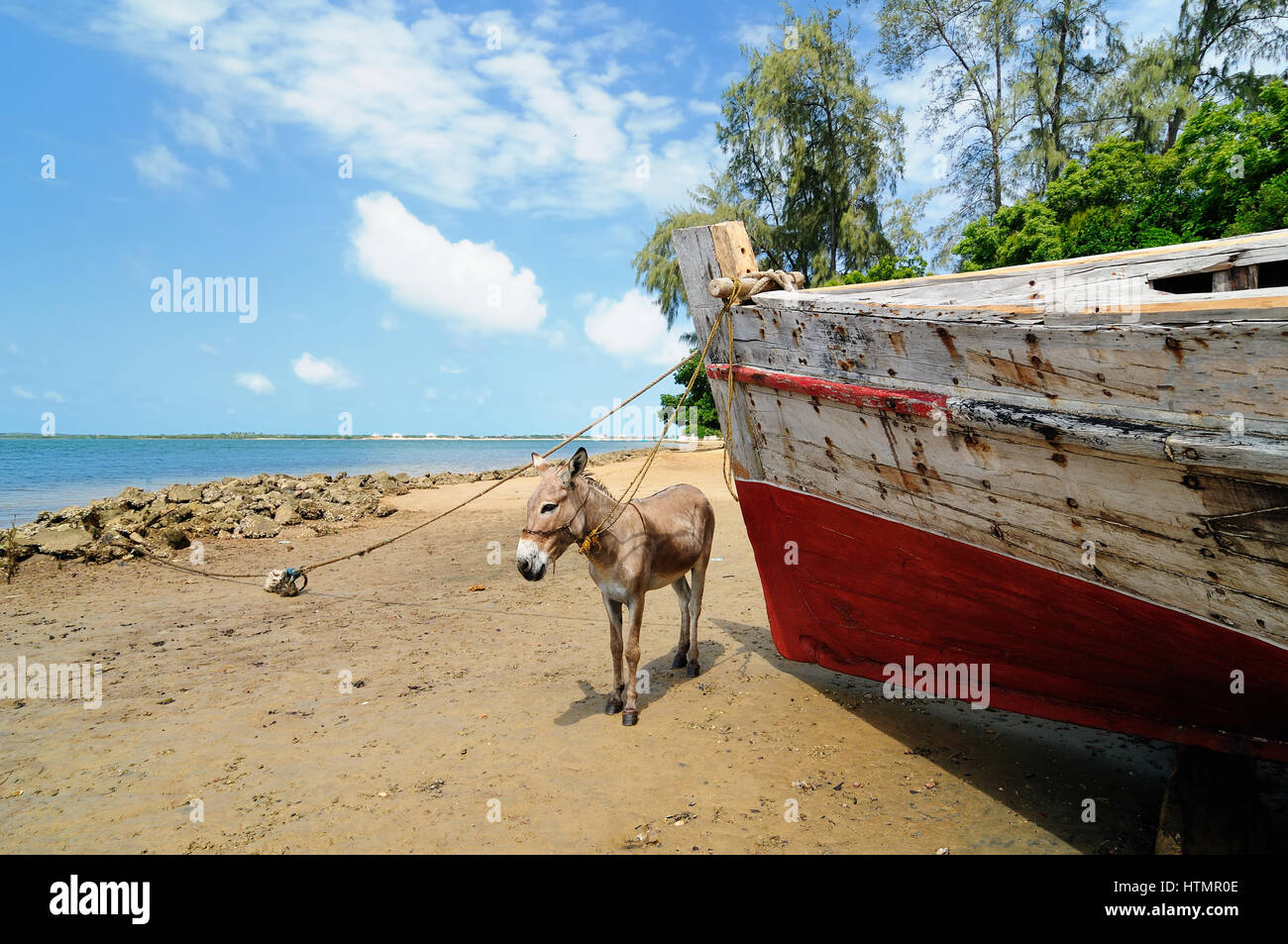 Donkey on the sand hi-res stock photography and images - Alamy