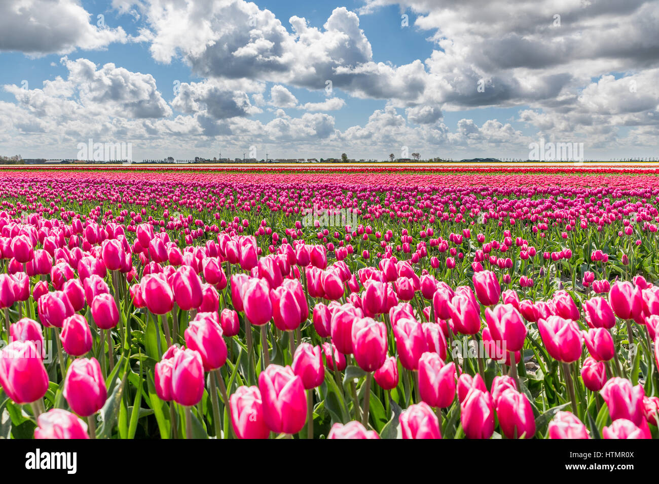 Tulip fields in Holland on a sunny day in spring. The fields are in ...
