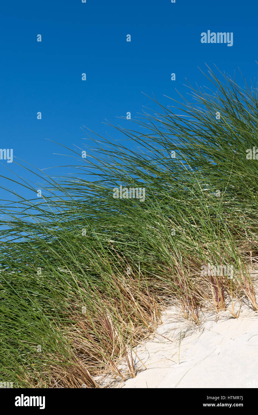 Seagrass Scotland High Resolution Stock Photography and Images - Alamy