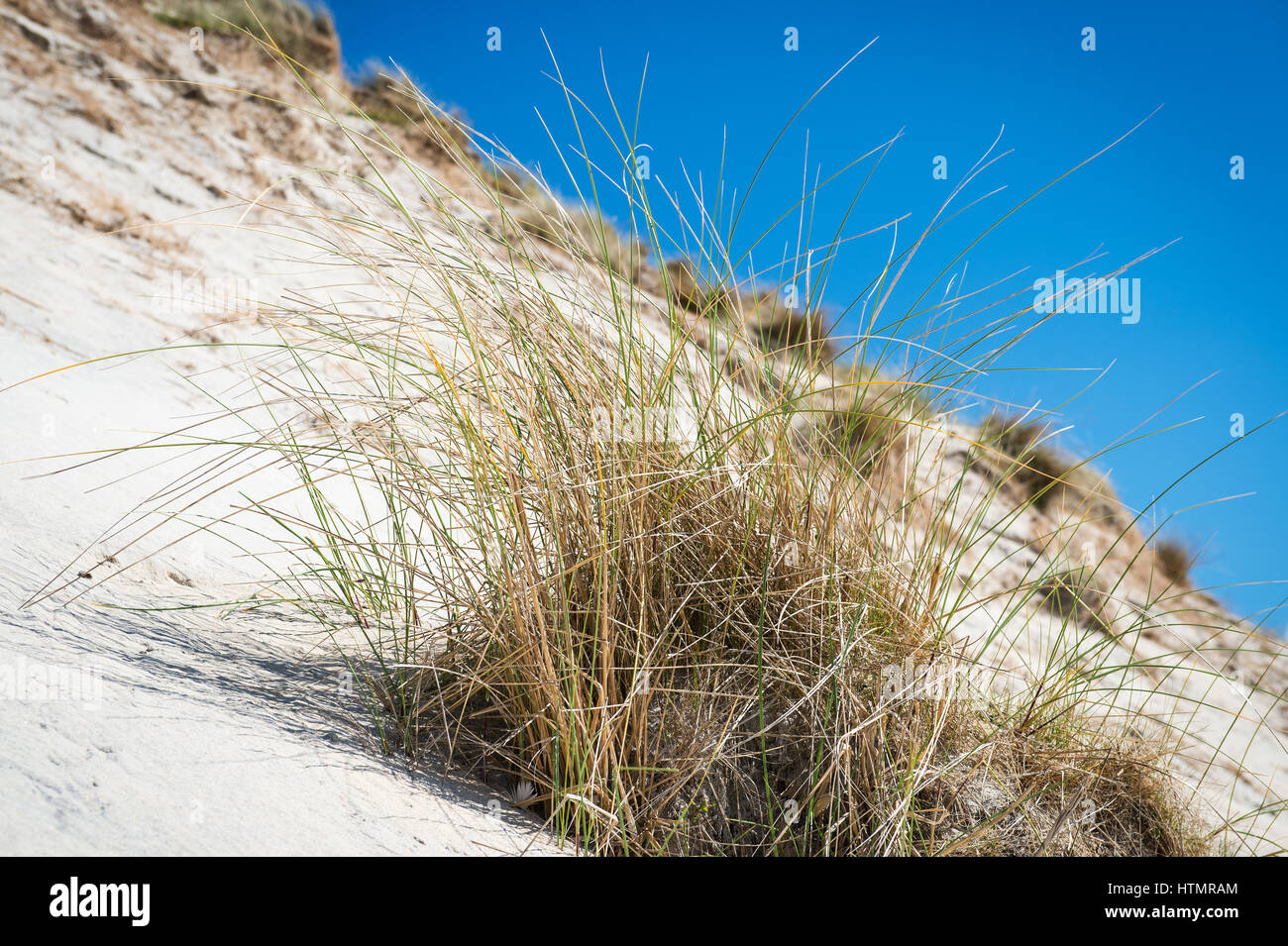 white sand dunes, tall grass and blue sky Stock Photo - Alamy
