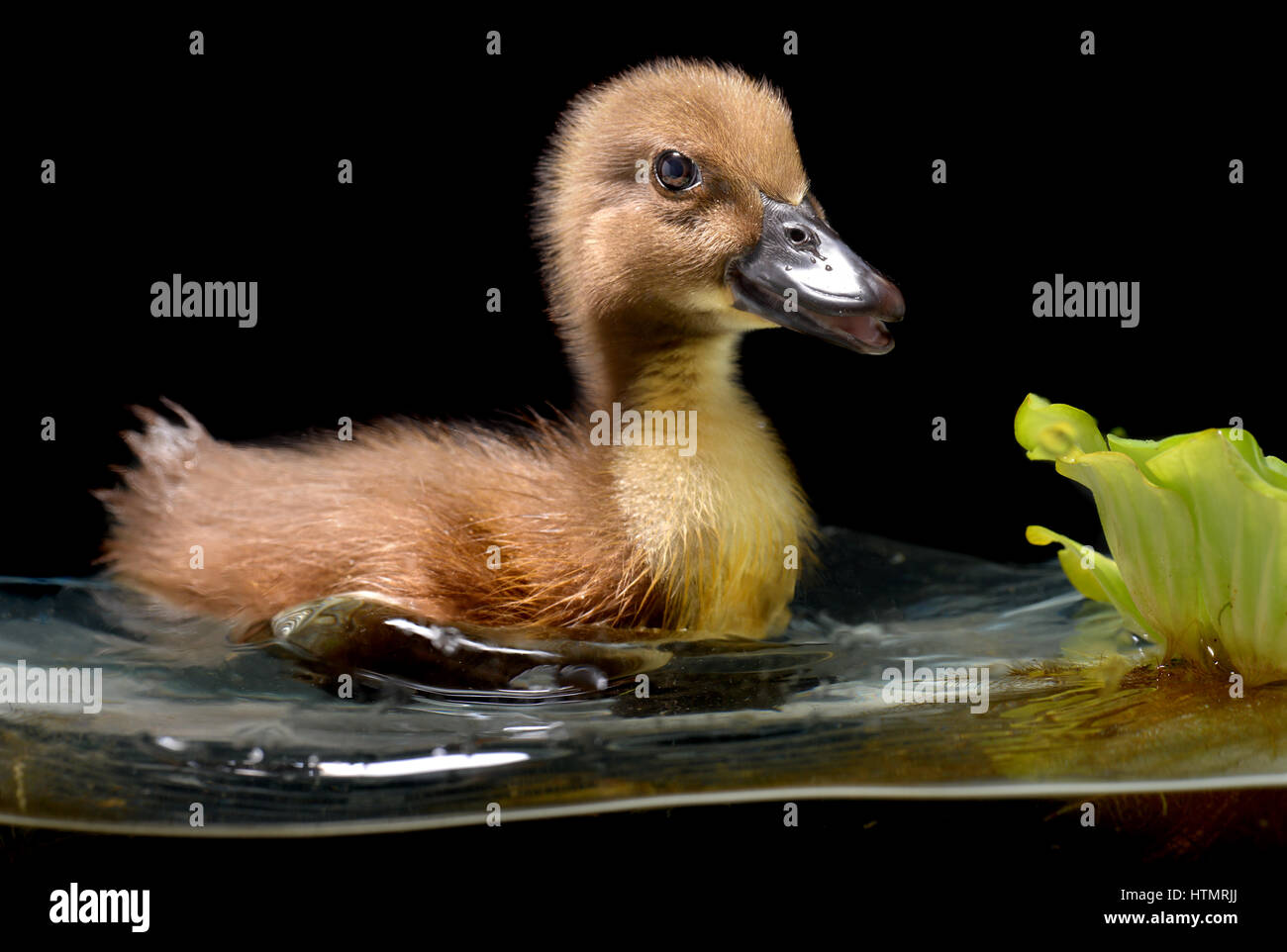 Little baby of duck relaxing in the water photo with studio flash ...