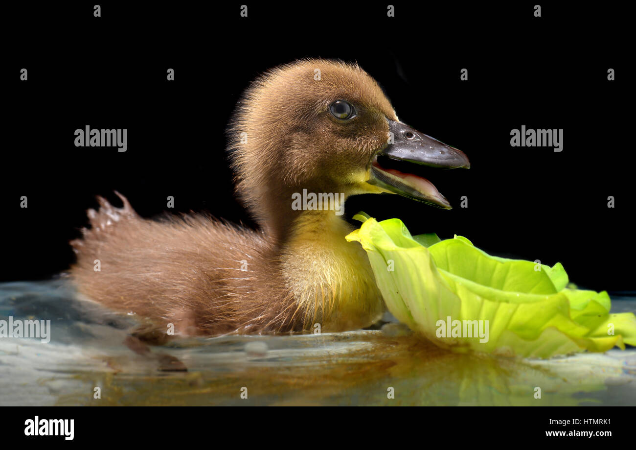 Little baby of duck relaxing in the water photo with studio flash ...