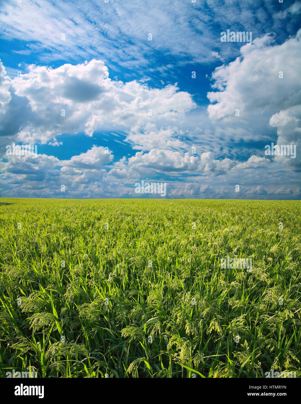 Millet field. Green field, agriculture landscape, field of millet ...