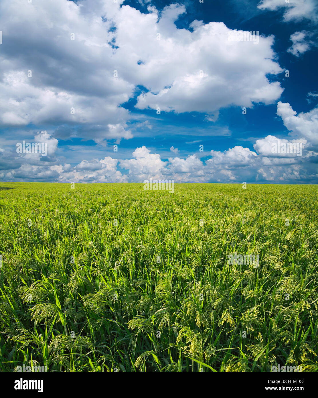 Millet field. Green field, agriculture landscape, field of millet ...