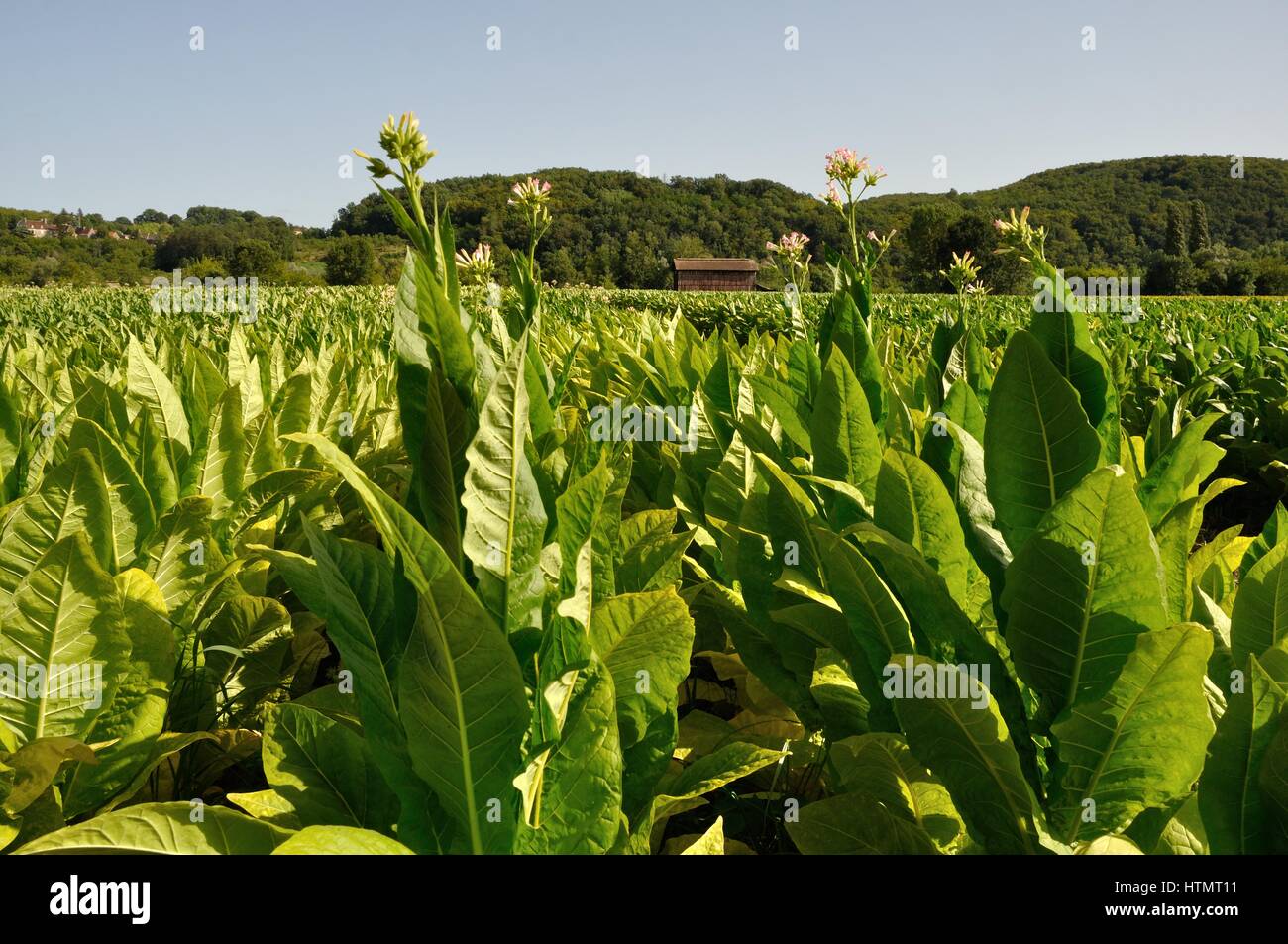 Champ de tabac en Dordogne Stock Photo - Alamy