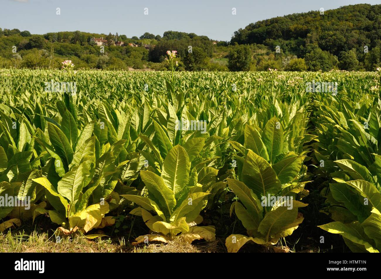 Champ de tabac en Dordogne Stock Photo - Alamy