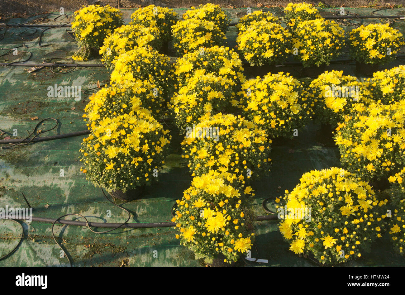 Yellow Mums High Resolution Stock Photography and Images - Alamy
