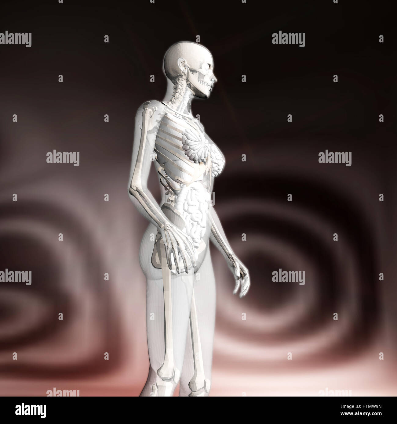 Female human anatomy hi-res stock photography and images - Alamy