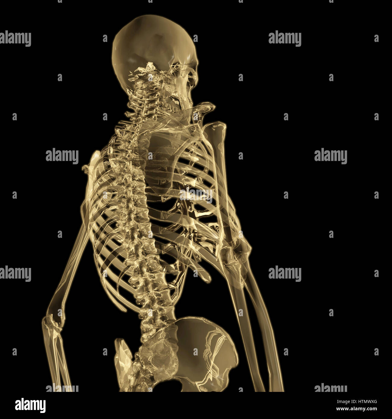 Digital animation 3d human body hi-res stock photography and images - Alamy