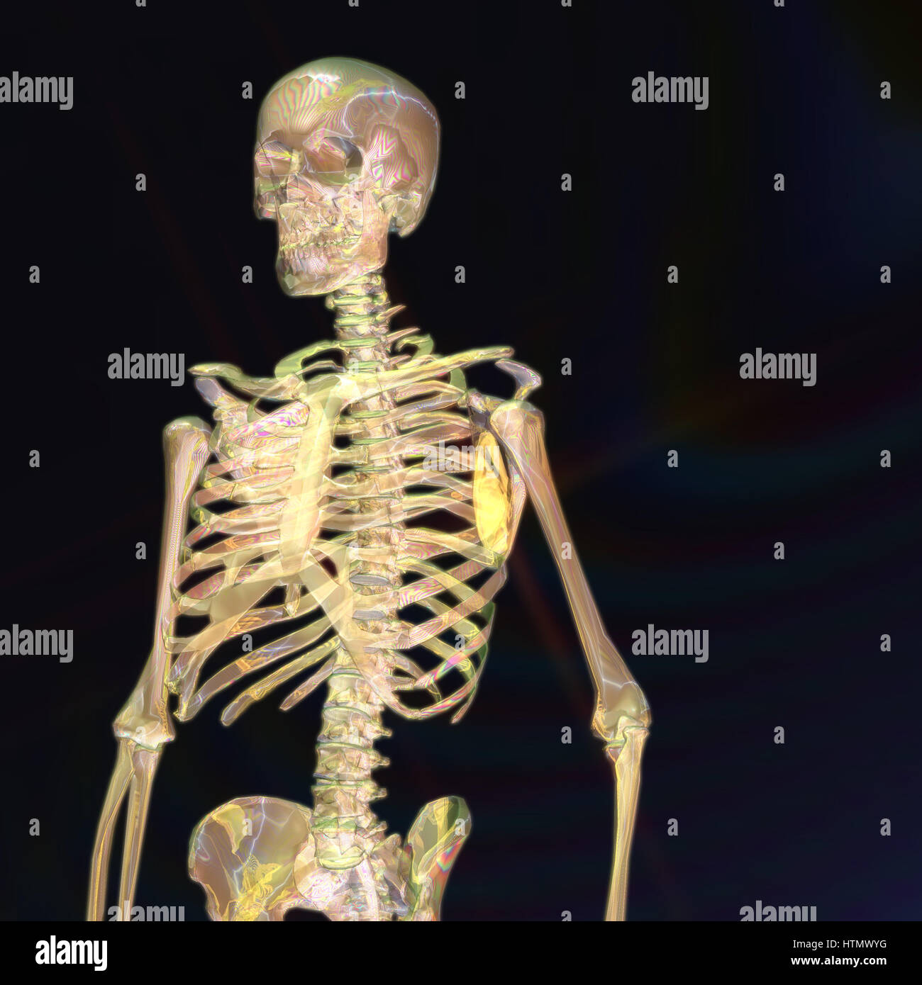 Digital 3D Rendering of a human Skeleton Stock Photo - Alamy