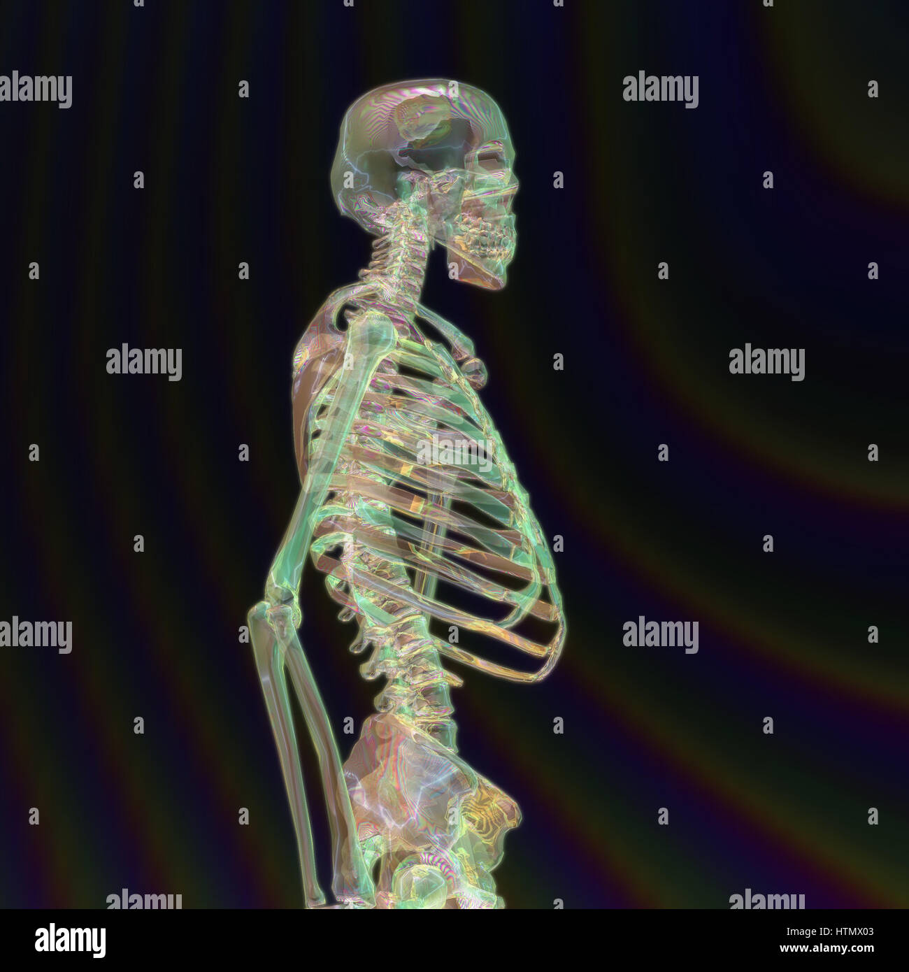Digital 3D Rendering of a human Skeleton Stock Photo - Alamy