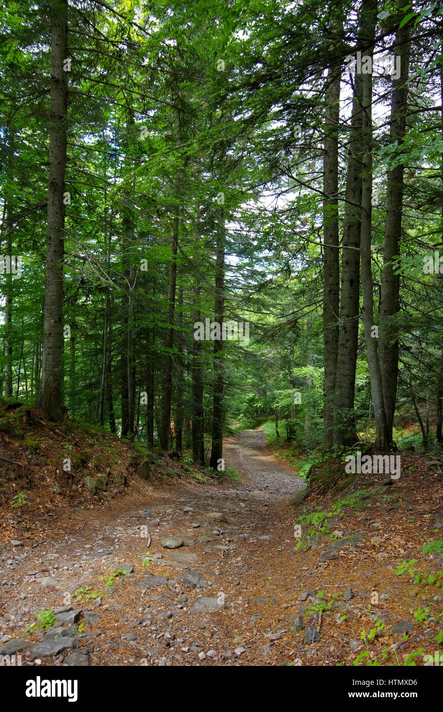 Poplars wood hi-res stock photography and images - Alamy