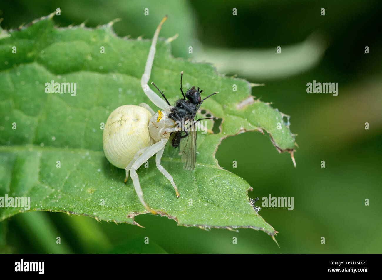White spider with caught fly on a green leaf Stock Photo - Alamy
