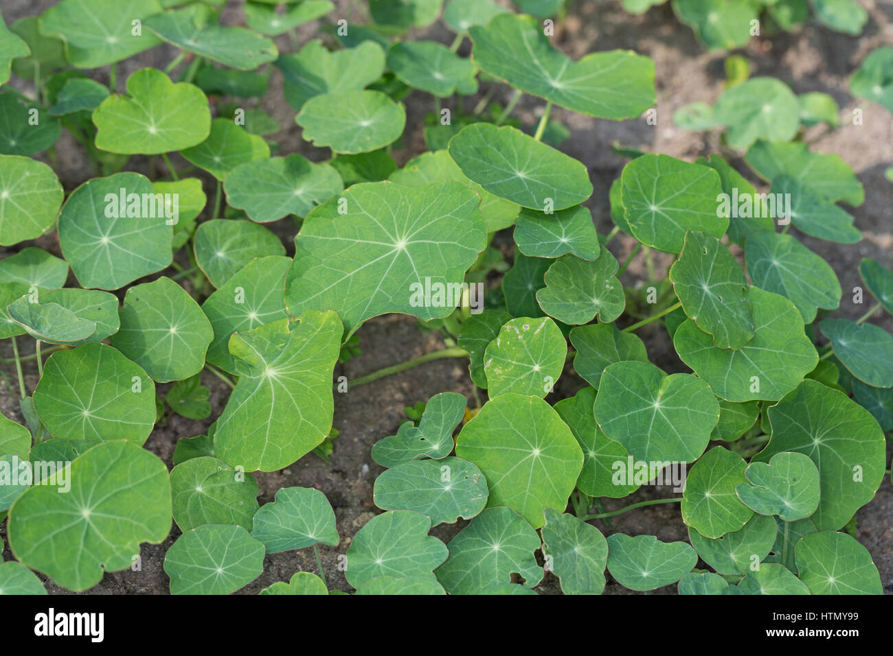 Kapuziner kresse hi-res stock photography and images - Alamy