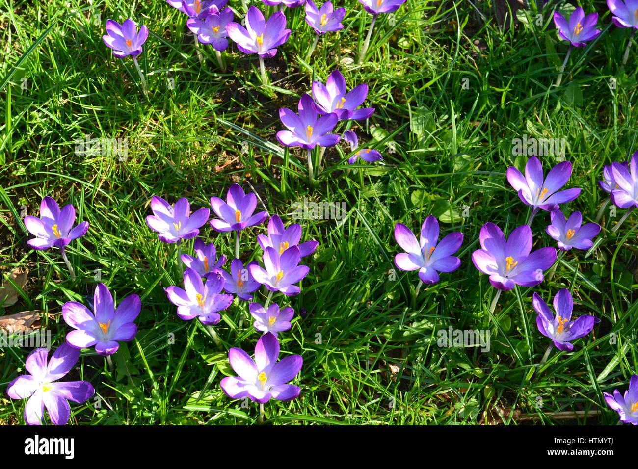 Lawn with crocuses hi-res stock photography and images - Alamy