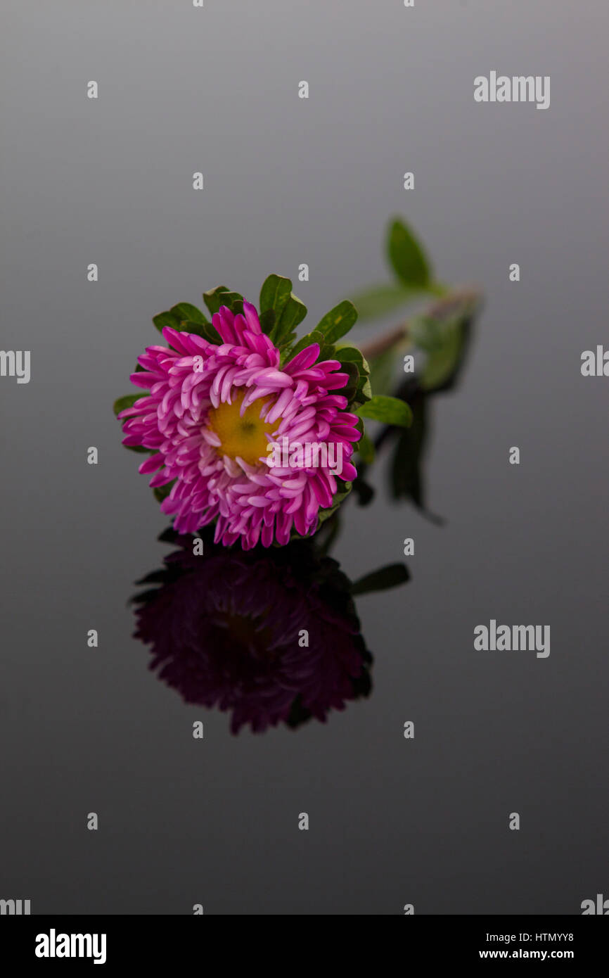 Single fresh flower on black background Stock Photo - Alamy