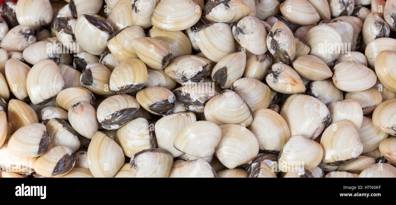 Top view of fresh shellfish cockles background in market Stock Photo ...