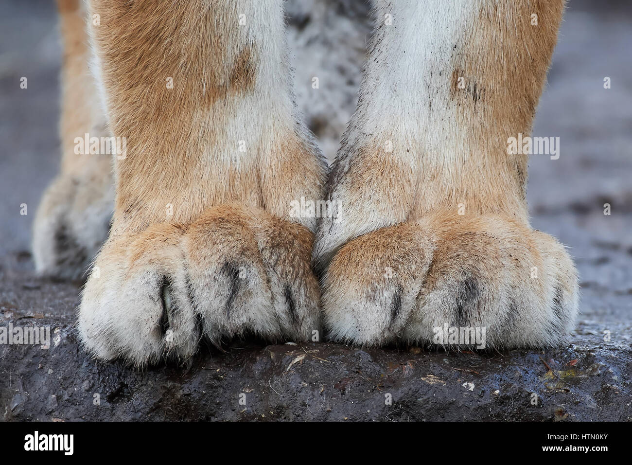 Tiger paws claws hi-res stock photography and images - Alamy
