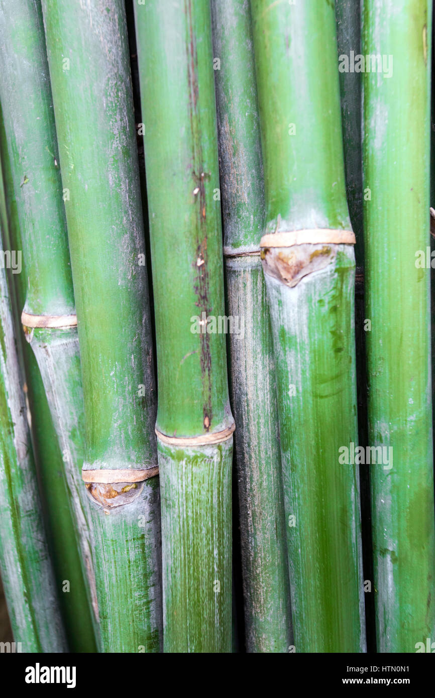 green bamboo texture with natural patterns Stock Photo - Alamy