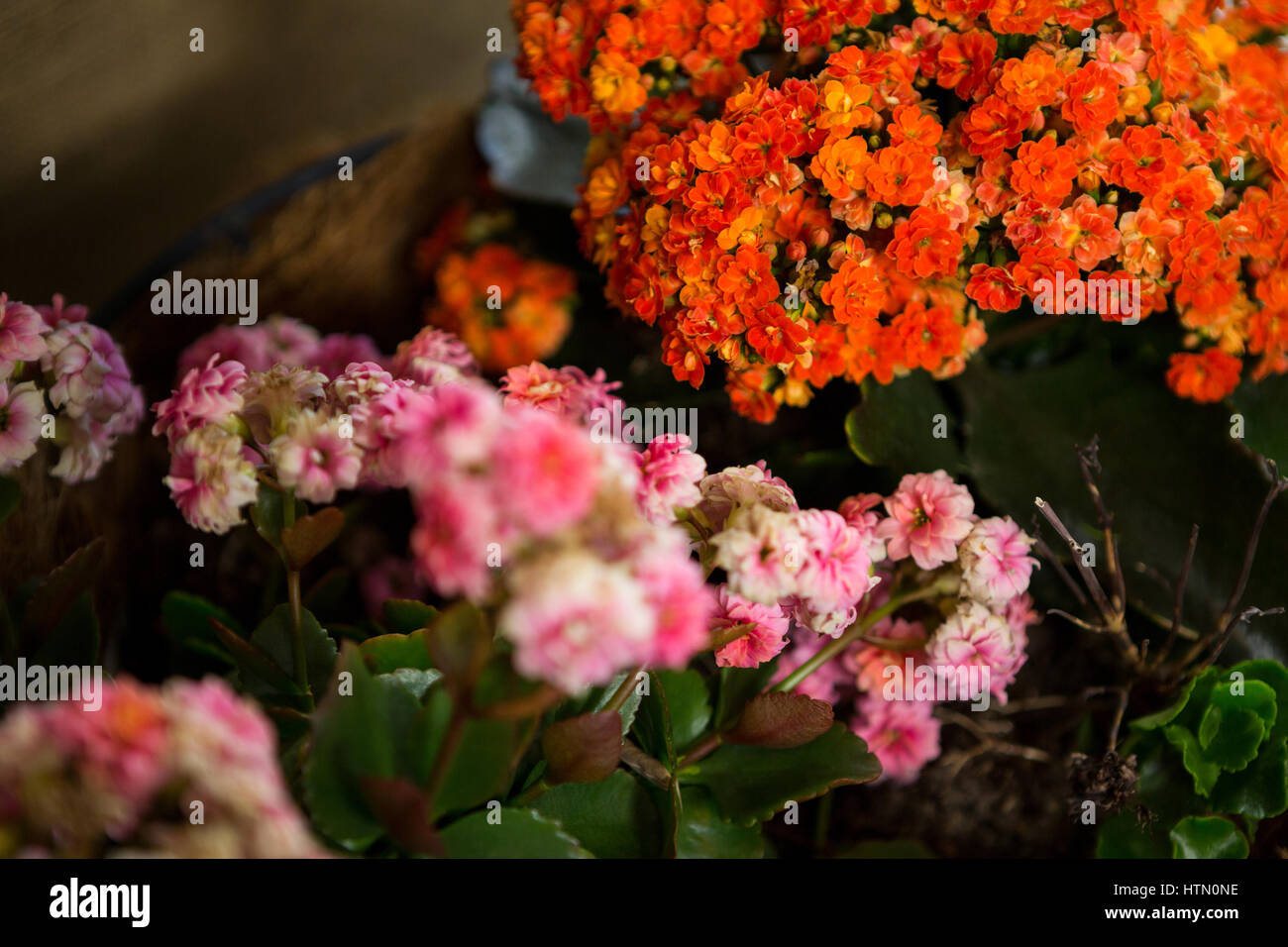 Scrolling pink flowers hi-res stock photography and images - Alamy