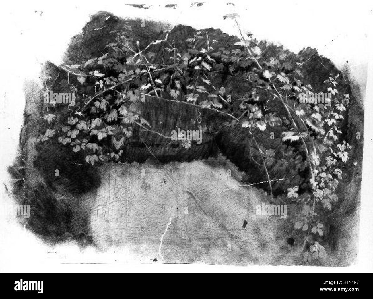 Study in natural form Black and White Stock Photos & Images - Alamy