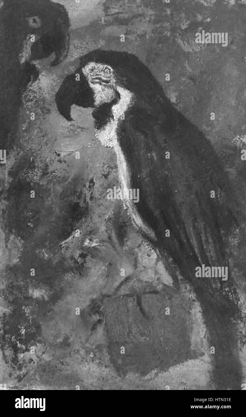 Papousek High Resolution Stock Photography and Images - Alamy