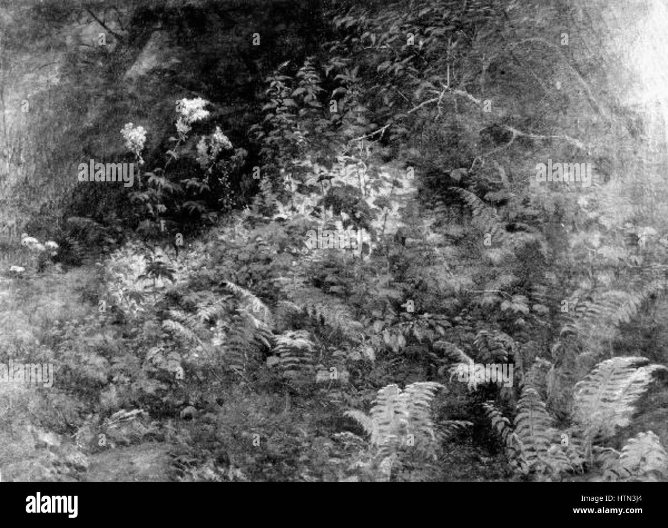 Julius Marak 21. 3. 1832-8. 10. 1899 - Studie kapradi Stock Photo - Alamy