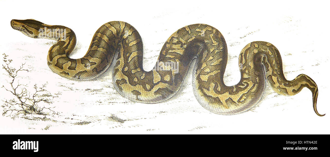 Python gallery hi-res stock photography and images - Alamy