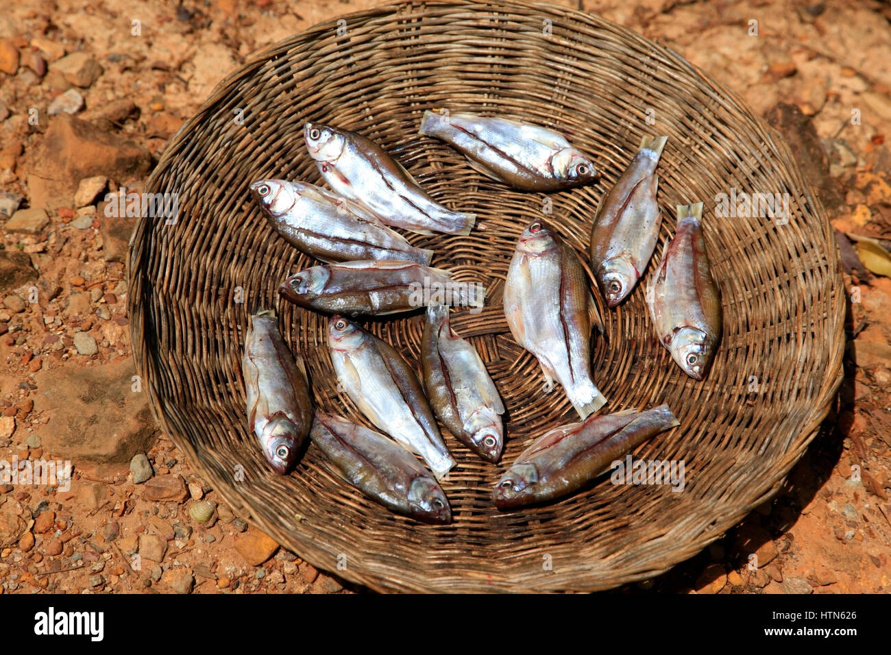 Traditional cooking of fish in Cambodia Stock Photo - Alamy