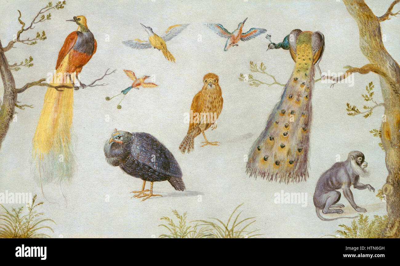 Study of birds hi-res stock photography and images - Alamy