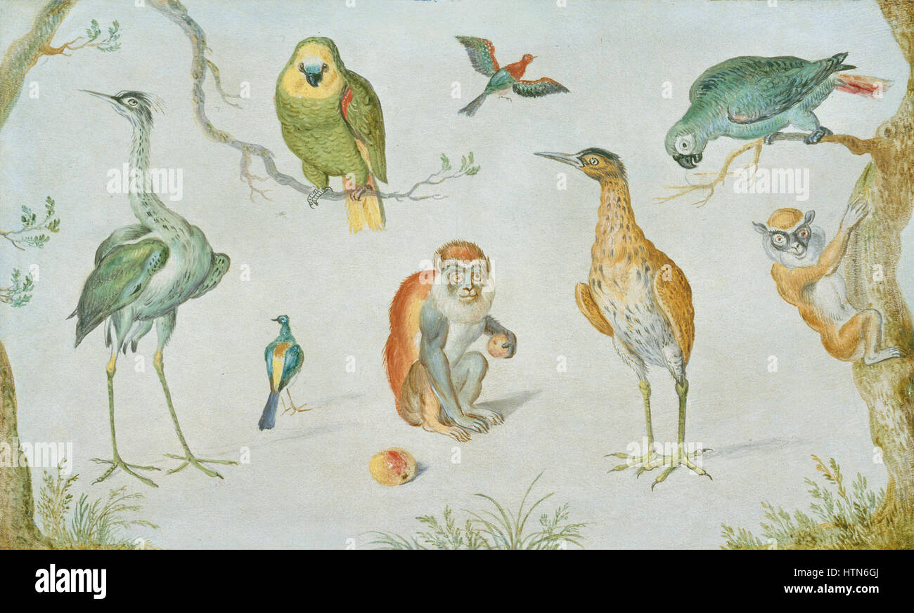 Study of birds hi-res stock photography and images - Alamy