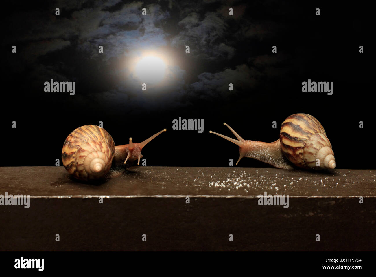 Two snails against the background of the night sky with the moon Stock ...