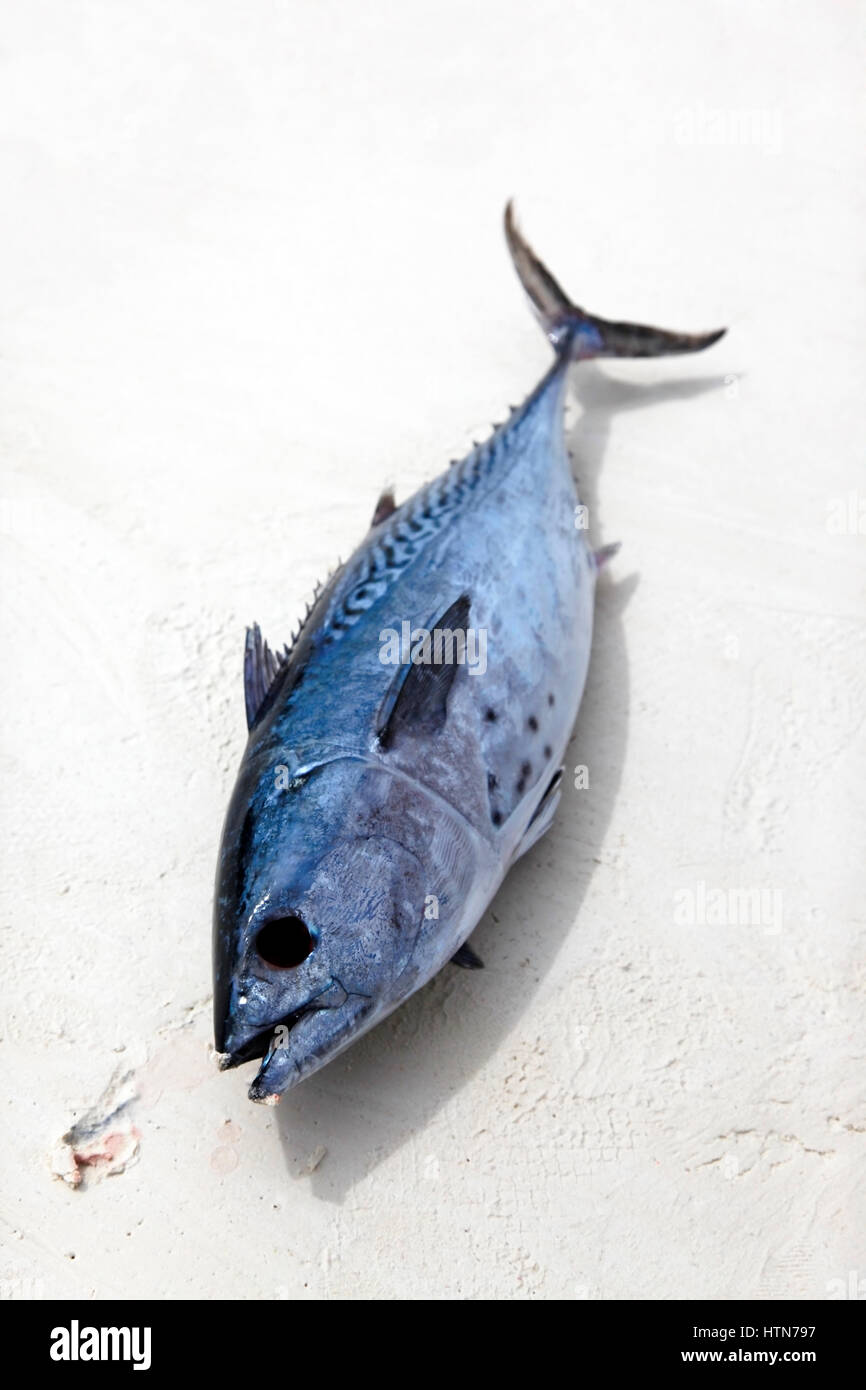 Tuna Fish Price In Tanzania at Gary Delariva blog