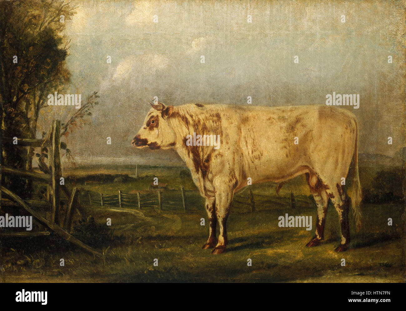 The painting 'A Young Bull' from 2011 captures the natural beauty and ...