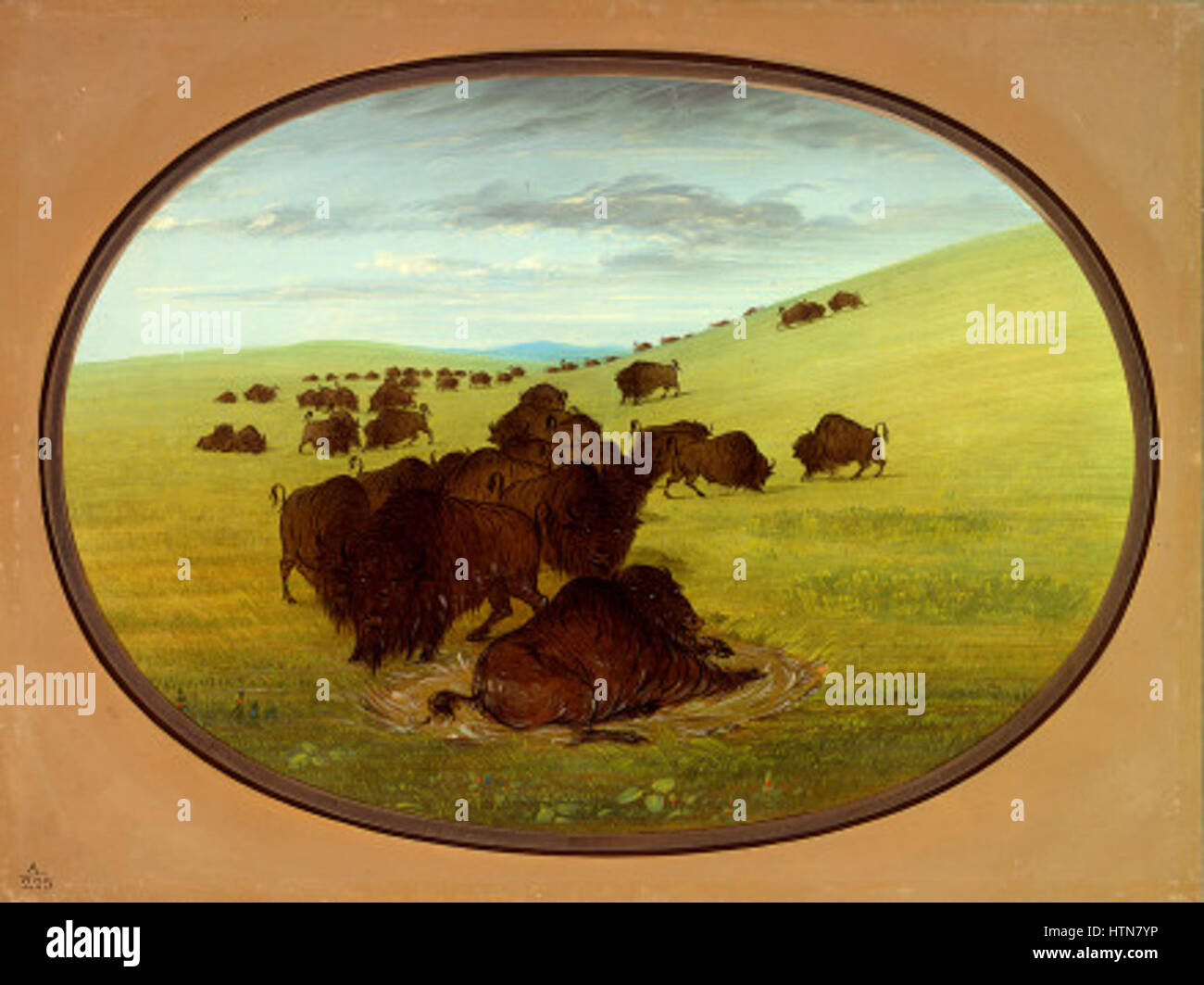 A buffalo wallow Stock Photo - Alamy