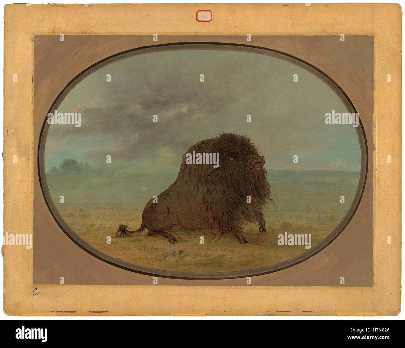 Dying buffalo bull hi-res stock photography and images - Alamy