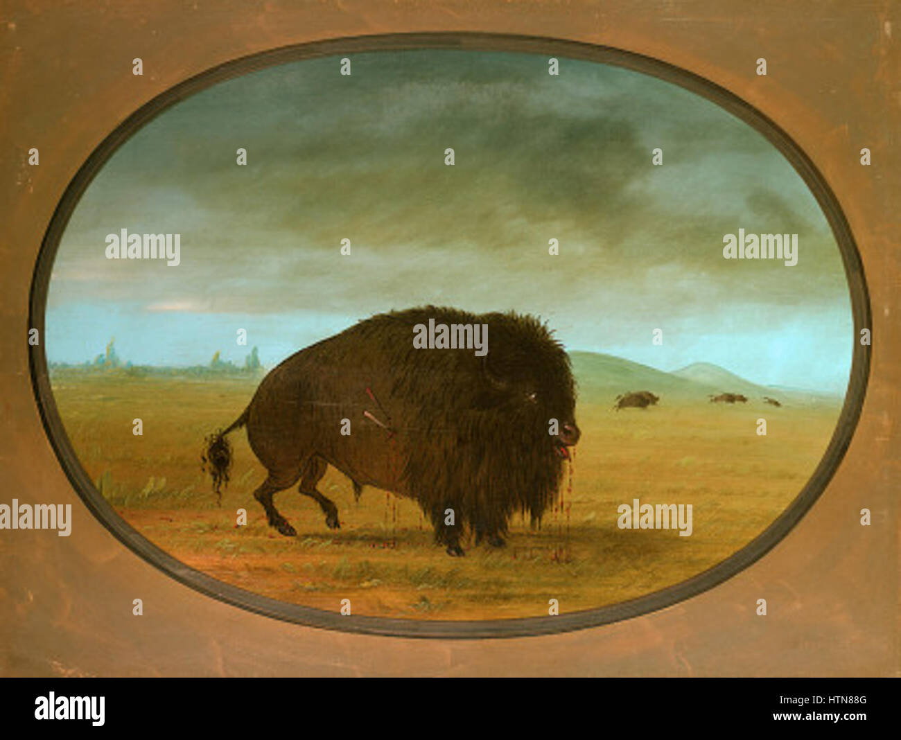 Wounded buffalo bull hi-res stock photography and images - Alamy