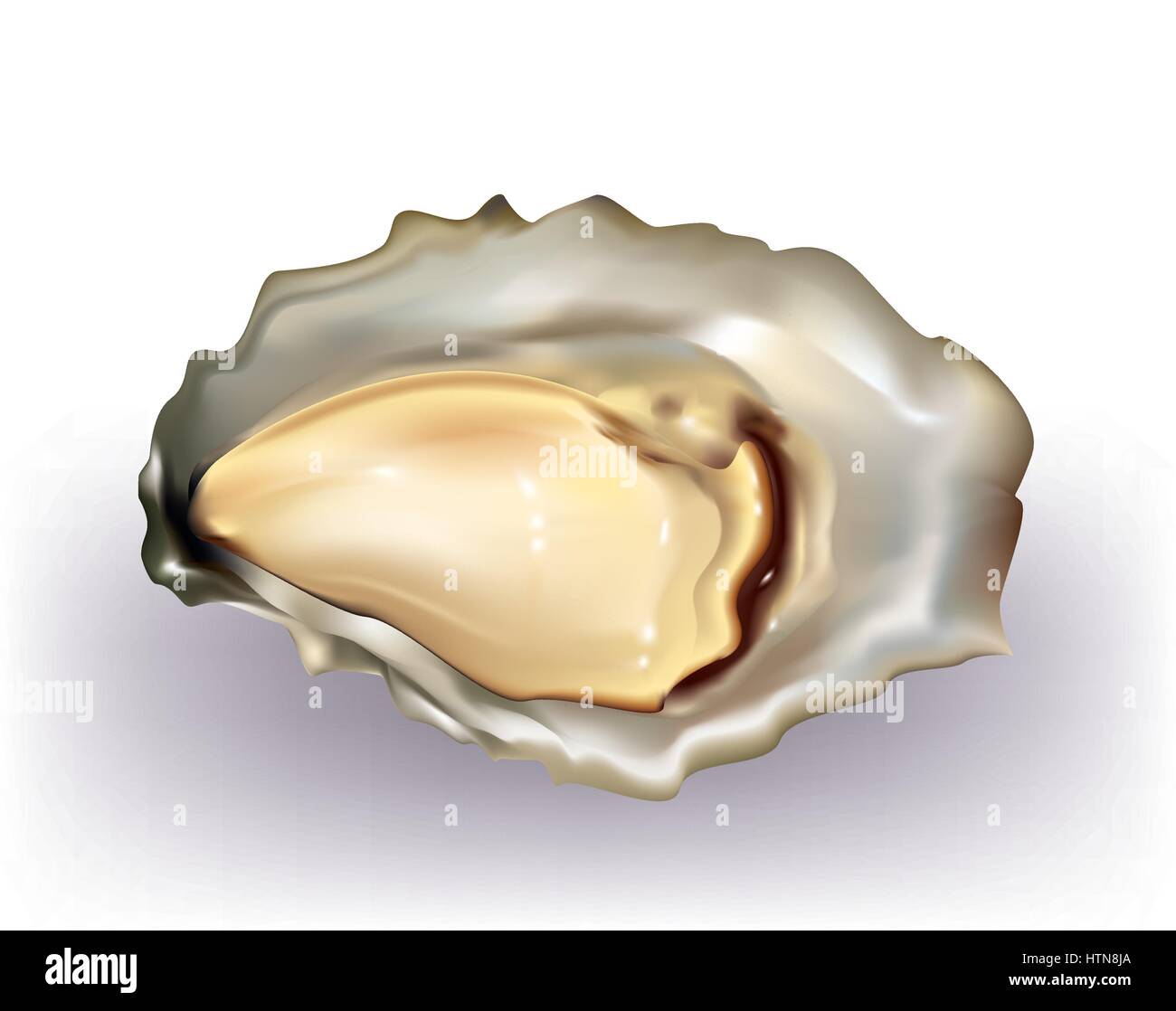 Oyster shell illustration hi-res stock photography and images - Alamy