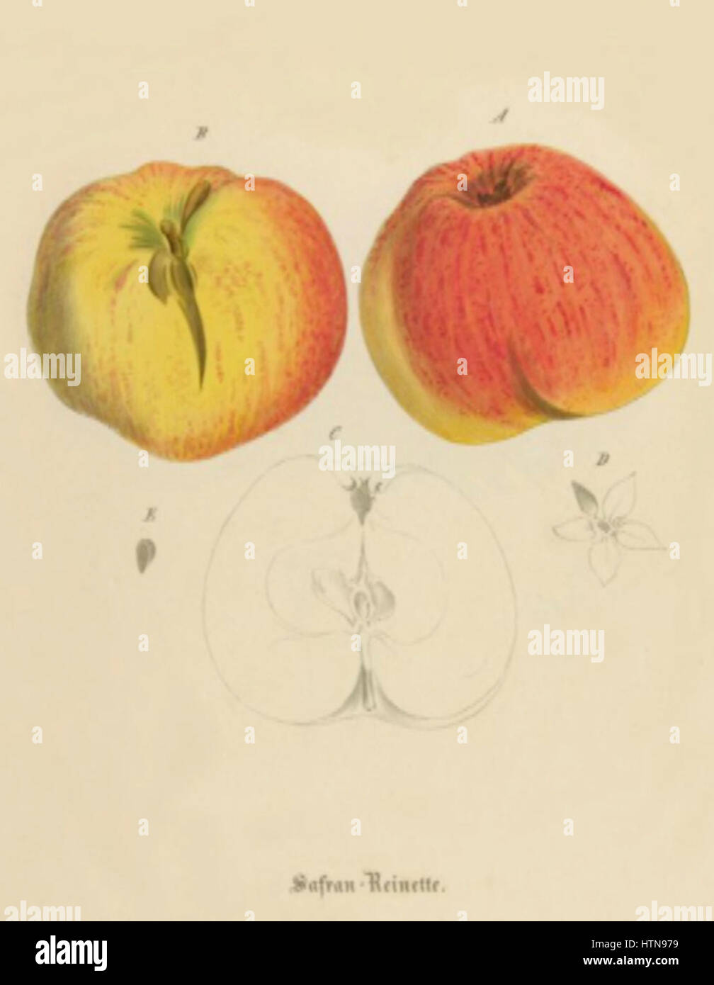 Safran museum hi-res stock photography and images - Alamy