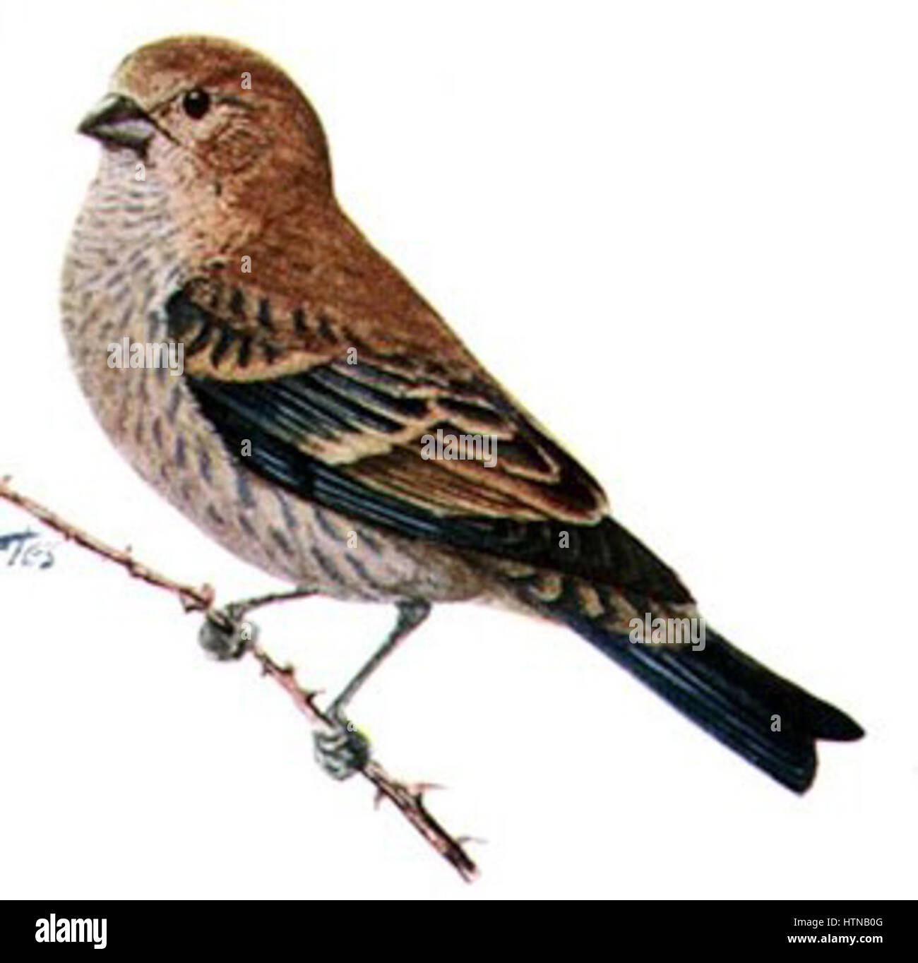 Coloration depicted hi-res stock photography and images - Alamy