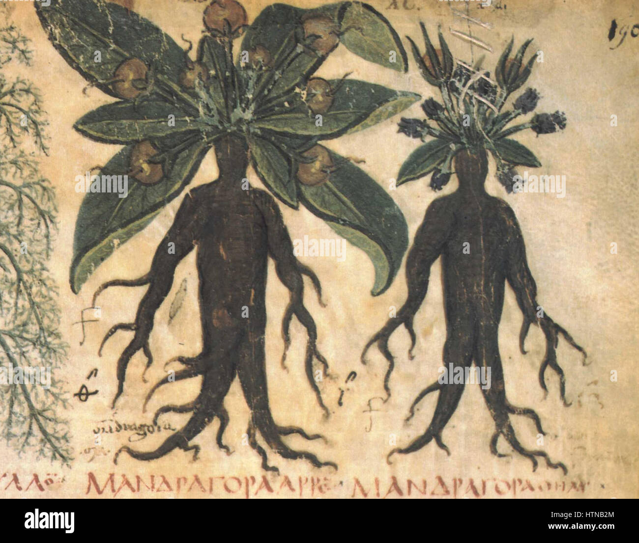 'Alrauna' is a work that portrays a powerful female figure, symbolizing ...