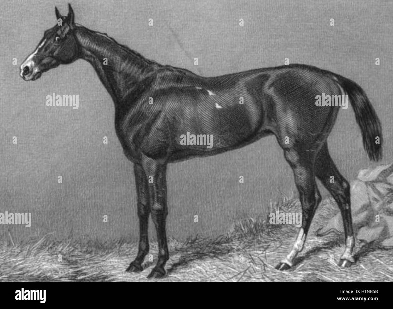 Gamos hi-res stock photography and images - Alamy