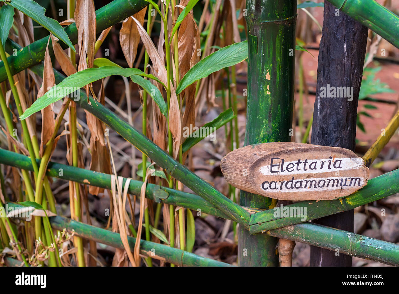 Cardamom leaf plant hi-res stock photography and images - Alamy