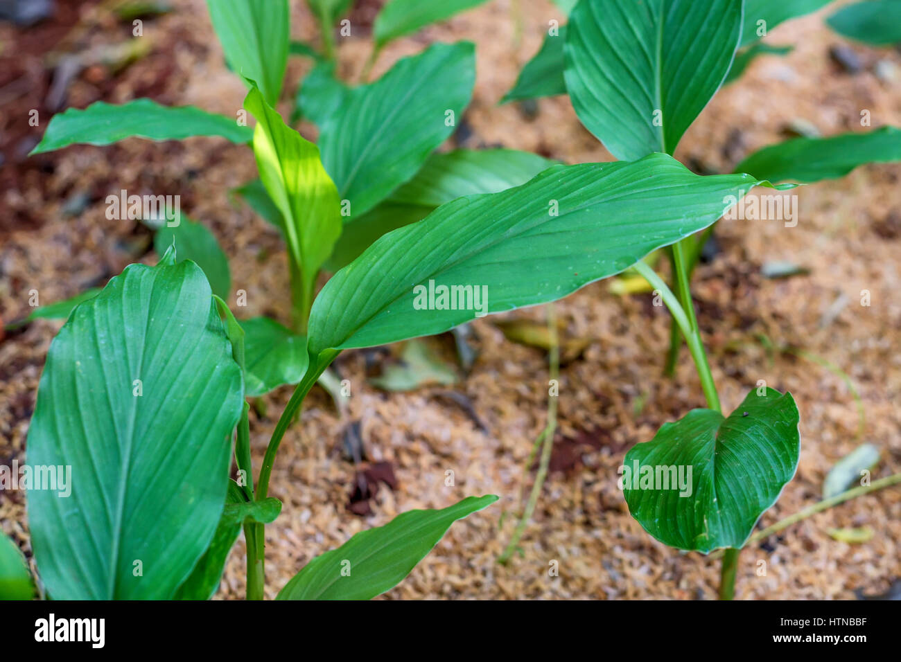 Curcuma longa leaf hi-res stock photography and images - Alamy