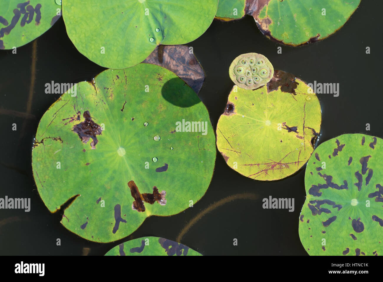 Fruit of lotus or Nelumbo nucifera in Thailand, Asia Stock Photo - Alamy