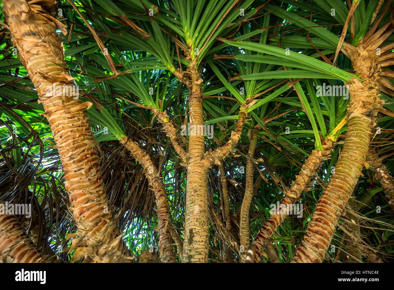 Screw Pine or Pandanus grows on sea shore Stock Photo - Alamy