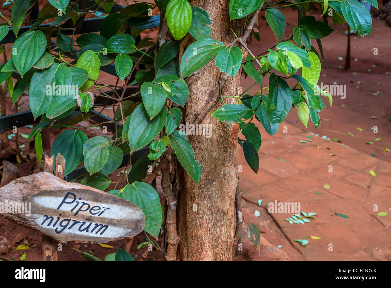 Black pepper trees piper nigrum hi-res stock photography and images - Alamy