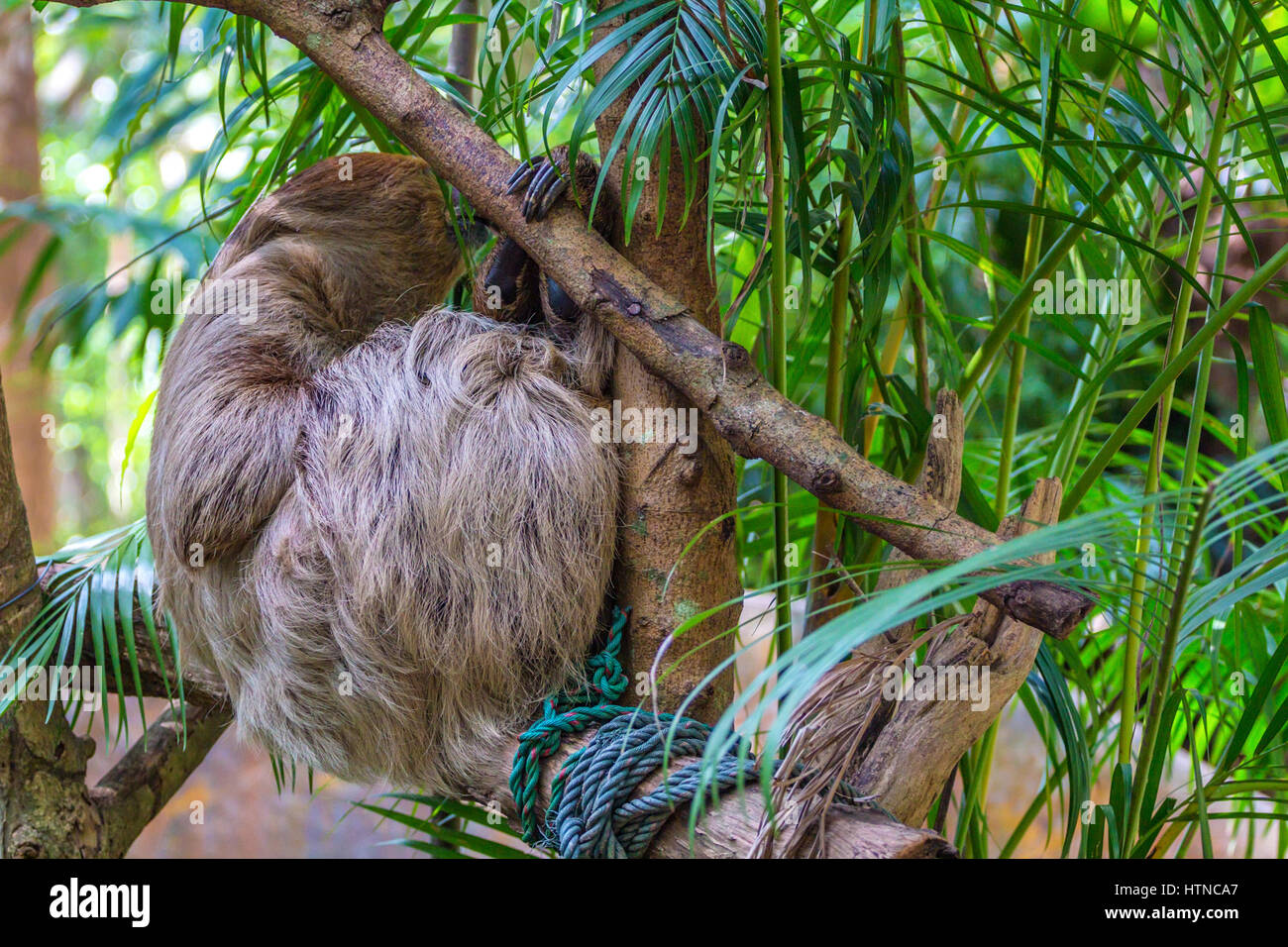Sloth hanging on branch hi-res stock photography and images - Alamy